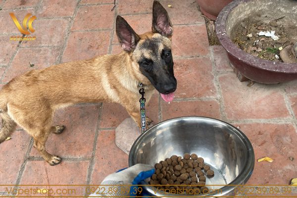 Thức Ăn Hạt Cho Chó Malinois - TOP Các Loại Hạt Cho Becgie Bỉ