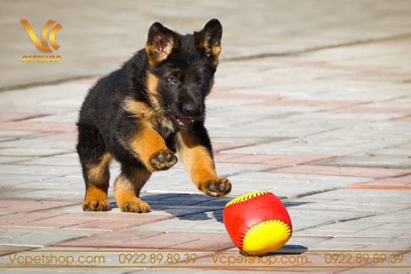 Chó Becgie Có Dễ Nuôi Không? Lưu Ý Cần Biết Khi Chọn Nuôi Becgie