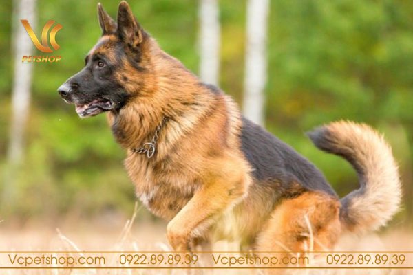 Chó Becgie Nặng Bao Nhiêu Kg? Lưu Ý Cần Biết Về Quản Lý Cân Nặng Becgie