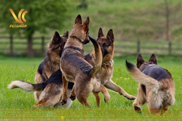 Chó Becgie Nặng Bao Nhiêu Kg? Lưu Ý Cần Biết Về Quản Lý Cân Nặng Becgie