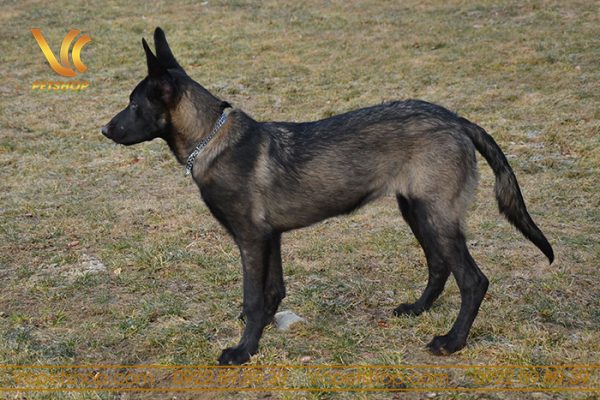Chó Malinois Màu Duron - Thông Tin Thú Vị Màu Lông Đặc Biệt Malinois
