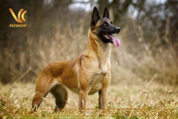 Chó Malinois Màu Nào Đẹp Nhất - Thông Tin Các Màu Lông Chó Malinois