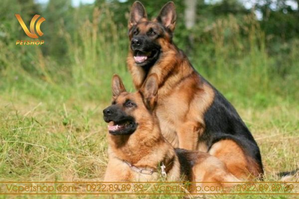 Tuổi Thọ Của Chó Becgie - Cách Chăm Sóc, Kéo Dài Tuổi Thọ Cho Becgie