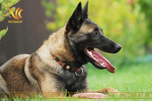 Vòng Cổ Chó Becgie - Cách Lựa Chọn, Hướng Dẫn Sử Dụng Hiệu Quả