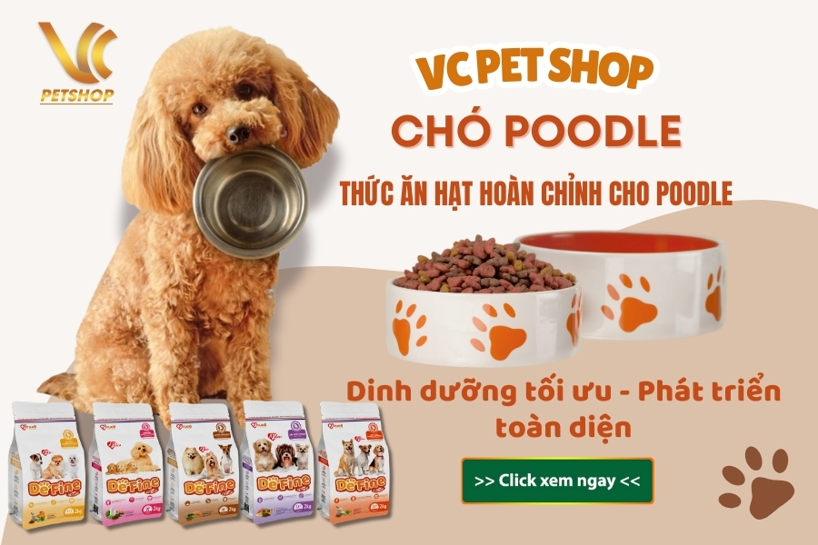 Thức Ăn Hạt Cho Chó Poodle - Bí Quyết Chọn Lựa Hoàn Hảo Cho Poodle